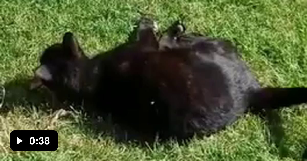 Somersaulting is always the best way to catch your tail - 9GAG