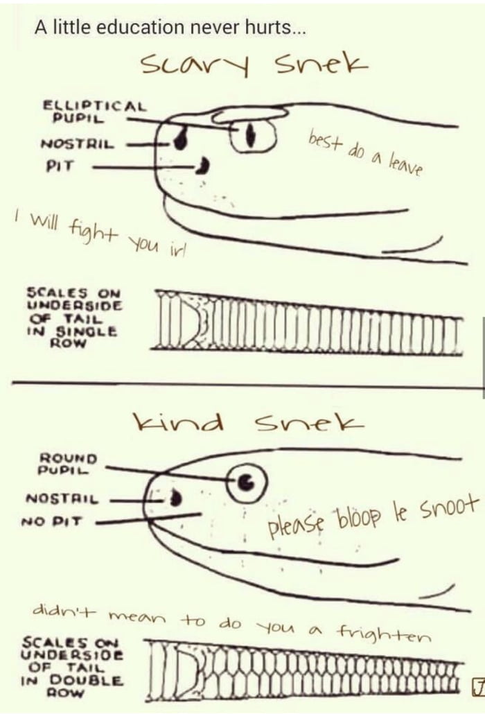 Snek lesson - 9GAG