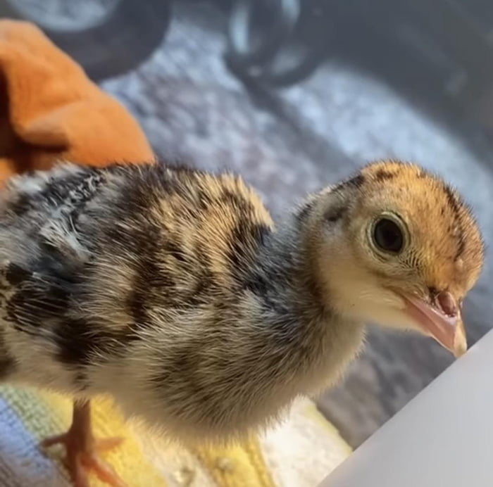 Cute Baby Turkeys