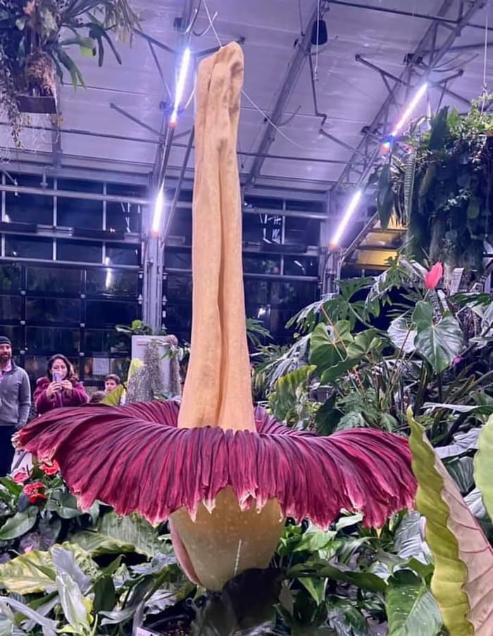 At 3pm, on November 3rd the Amorphophallus titanum/Corpse Flower at San ...