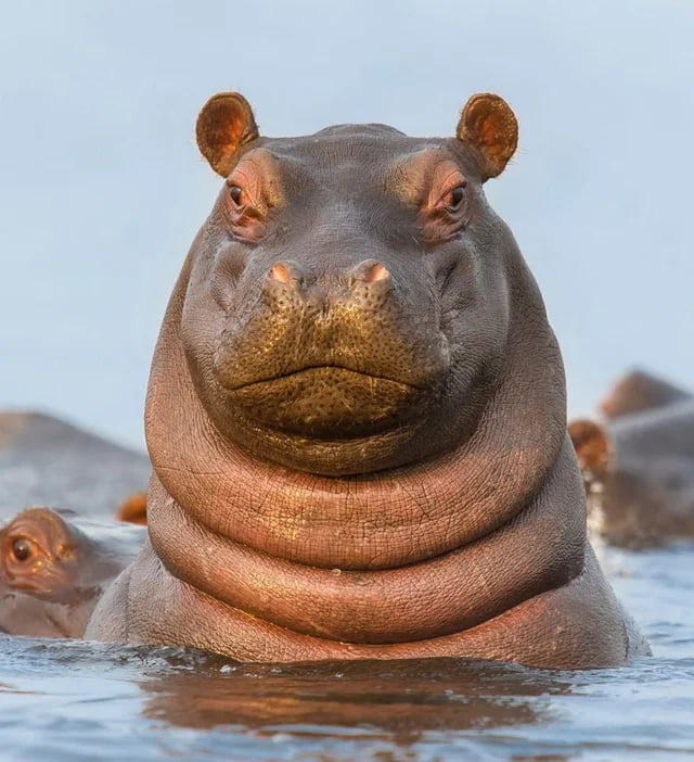 Hippo staring at you - 9GAG