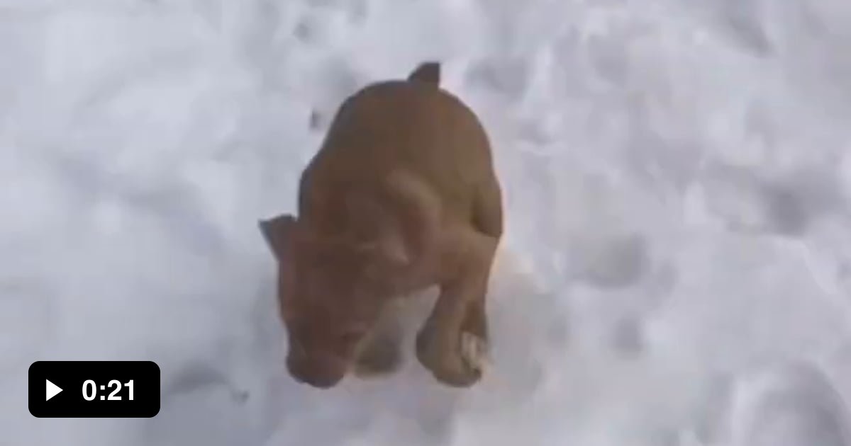 The difference between a cat and a dog or whatever that thing was. - 9GAG