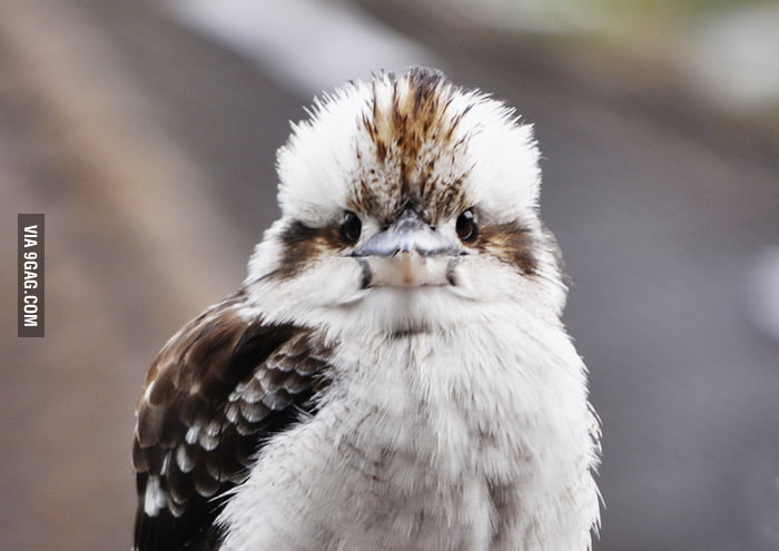If you'r feeling sad. just remember a baby kookaburra is so freaking ...