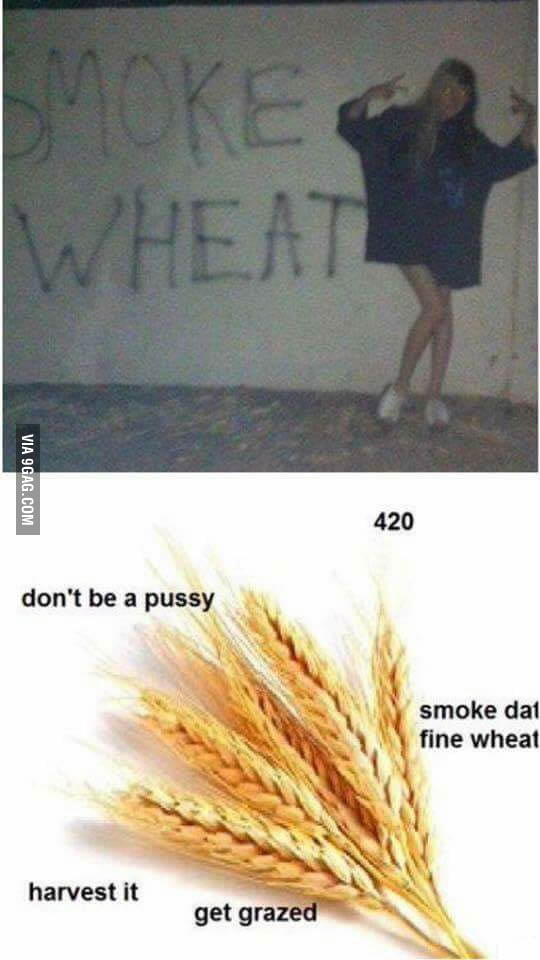 Smoke wheat everyday - 9GAG
