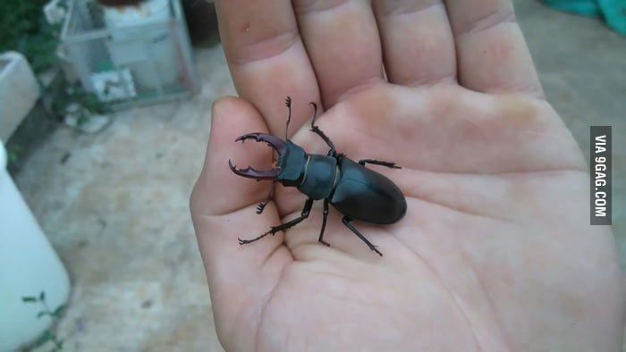 Badass bug! - 9GAG