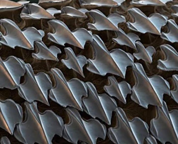 Shark skin under a microscope - 9GAG