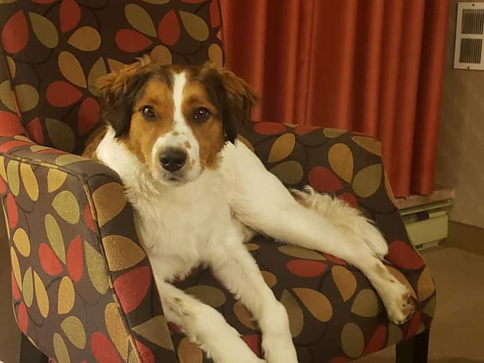 Toby poses so well. Don't mind the hotel room chair - 9GAG