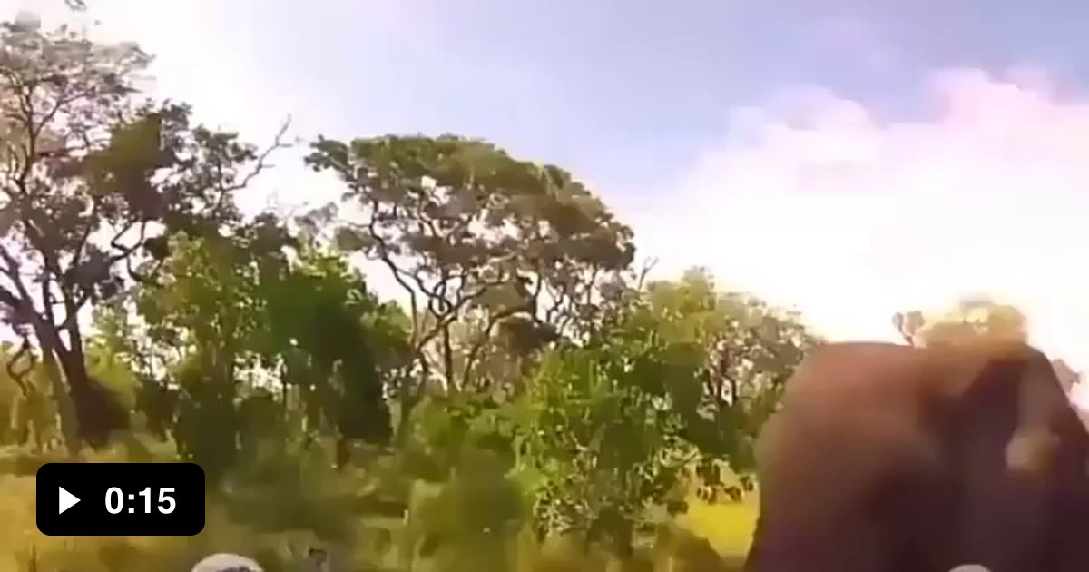 Its Elephant Thursday - 9GAG
