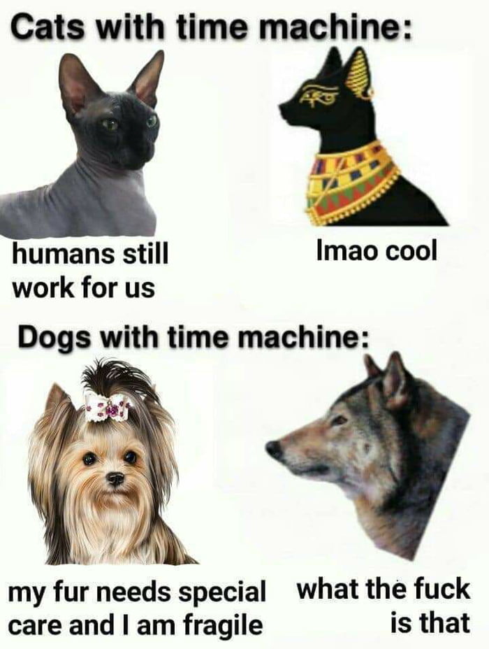 Cats with time machine - 9GAG