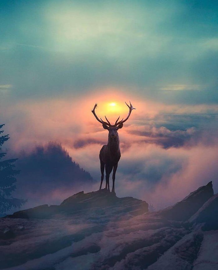 What can ever beat nature - 9GAG