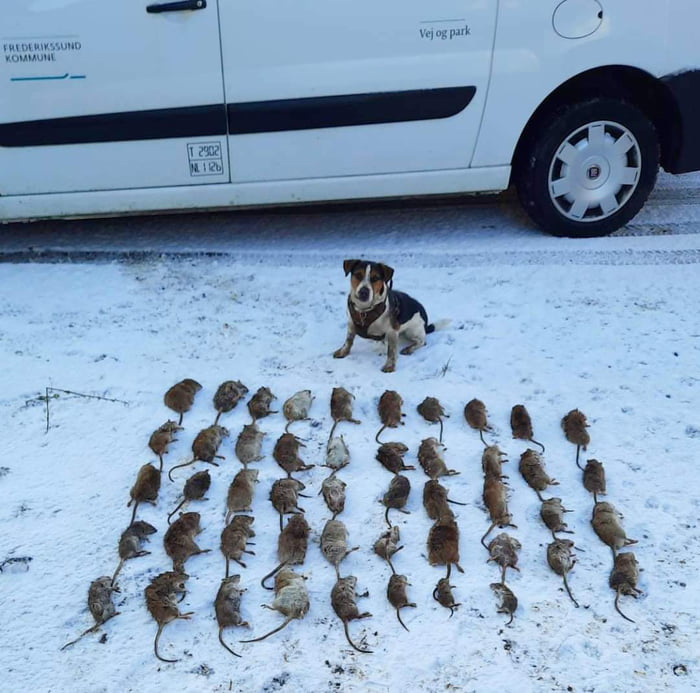 In Denmark, some towns use "rat catcher dogs" this is "Amigo" after ...