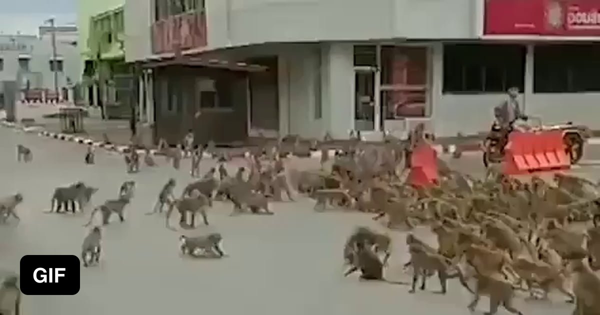 Pandemic shortages are causing monkey gang wars in Thailand - 9GAG