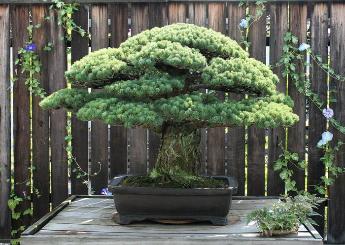 This is the Yamaki Pine. A bonsai which survived the bombing of ...