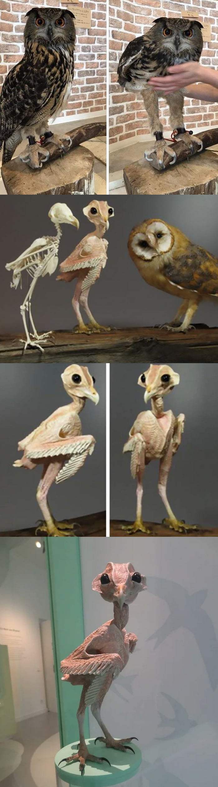 Who wants to see an owl without its feathers ? - 9GAG
