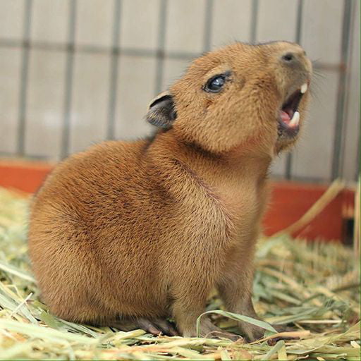 Today is capybara appreciation day. Gives him some love - 9GAG