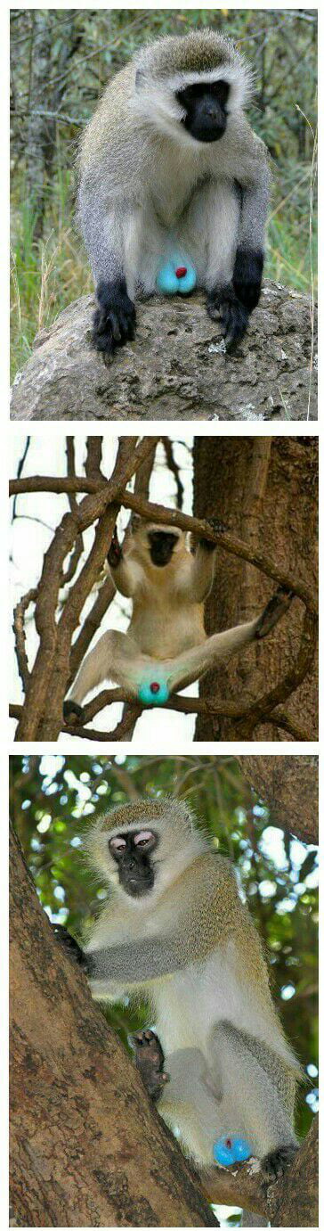 Meet 'Vervet monkeys' (Chlorocebus Pygerythrus). They have blue ...