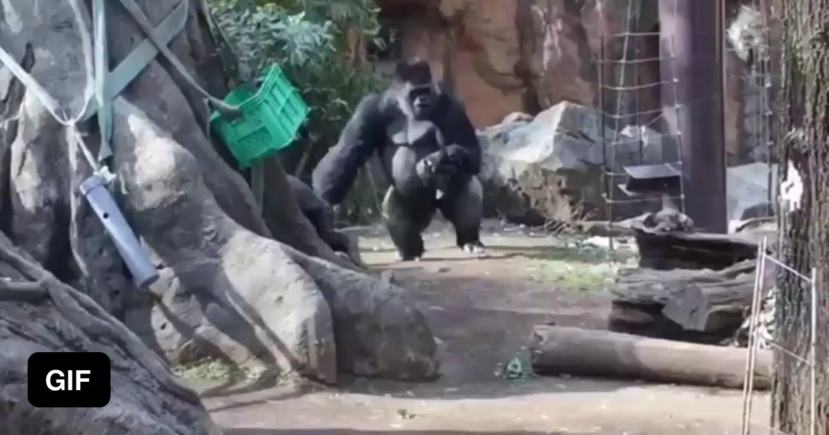 Haoko, the 500lb Silverback who has a habit of "abducting" his kids in ...