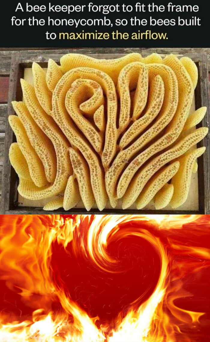 Artistic bees - 9GAG