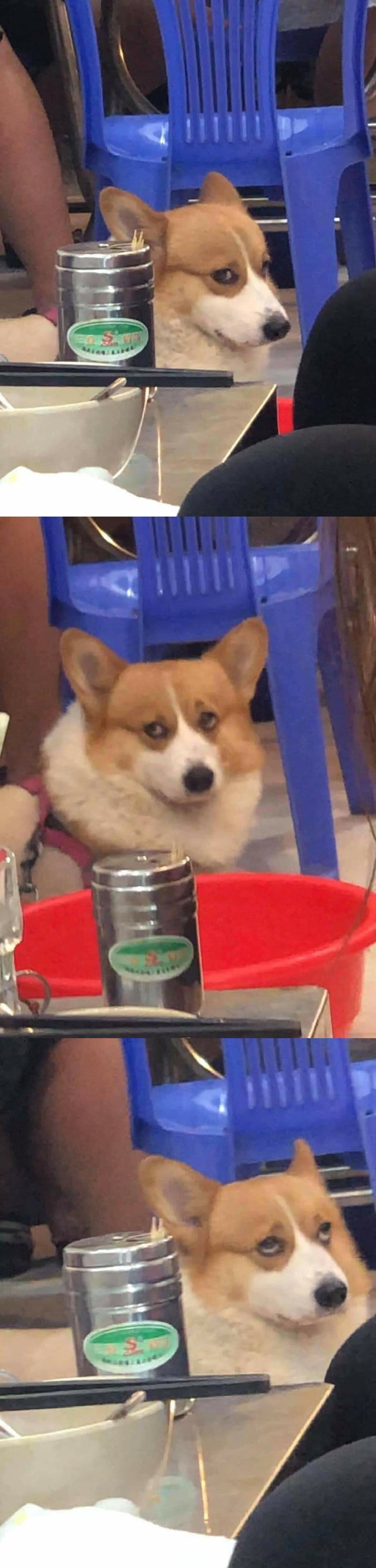 Does your dog bite ? Nah, he judges - 9GAG