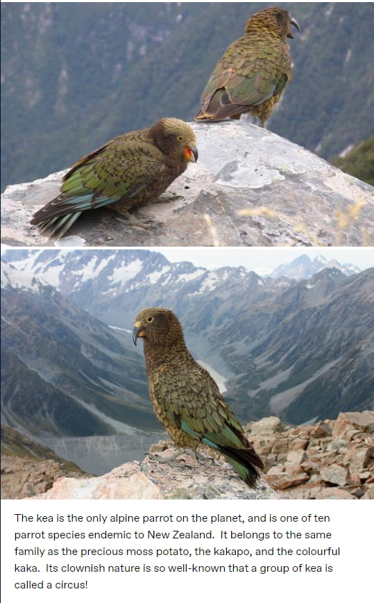 The kea - 9GAG