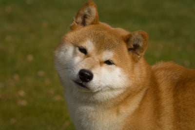 Rare Shiba will give luck if you boop the snoot - 9GAG