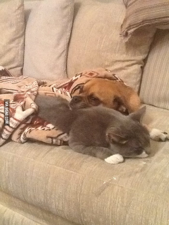 After a long day of ruff housing - 9GAG