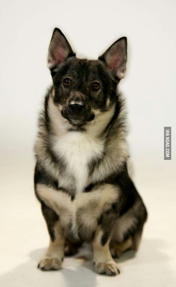 My majestic Swedish Vallhund, a.k.a. Wolf Corgi - 9GAG