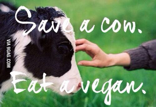 Save a cow - 9GAG