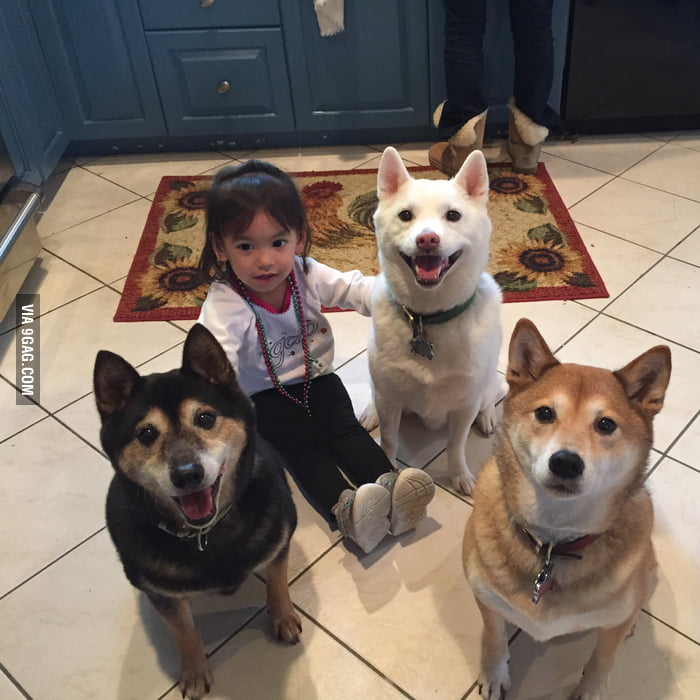 Day 10 and they still don't realize I'm not a Shiba. - 9GAG