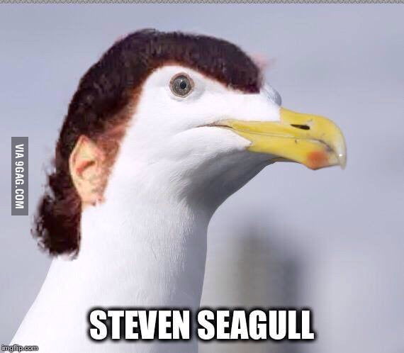 Steven Seagull 1.0 - 9GAG