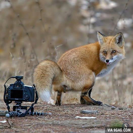 Fox stopping for a picture - 9GAG