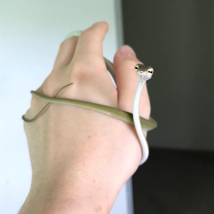 Tiny Snek - 9GAG