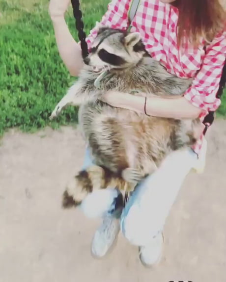 Best 30+ Trash Panda fun on 9GAG