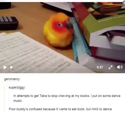 Best 30+ Birb fun on 9GAG