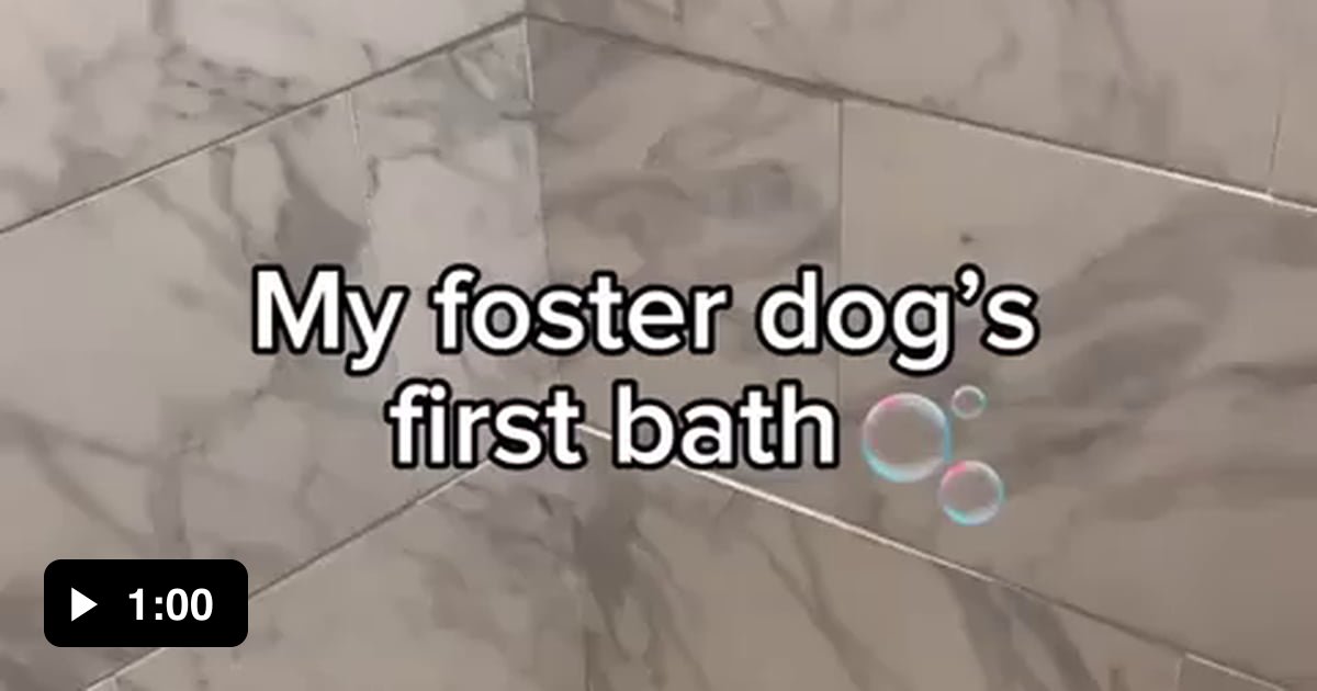 Foster dog gets first bath - 9GAG