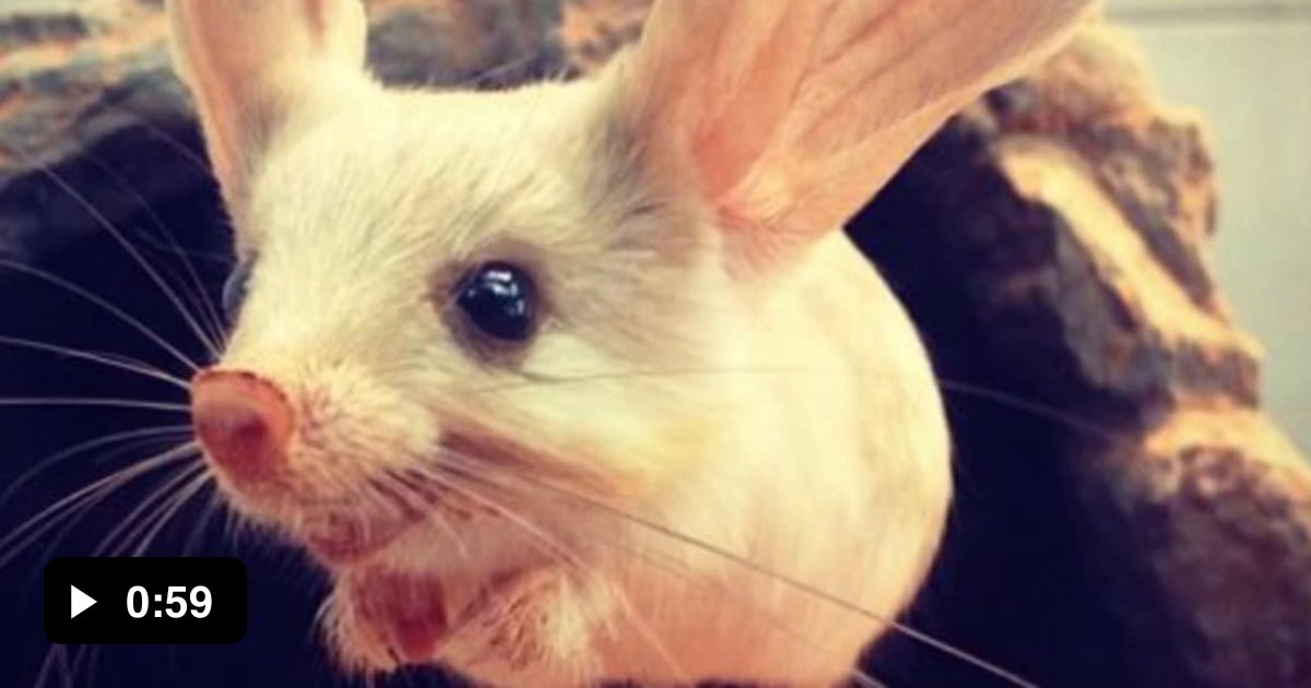 Jerboa | The Real Life Pokemon - 9GAG