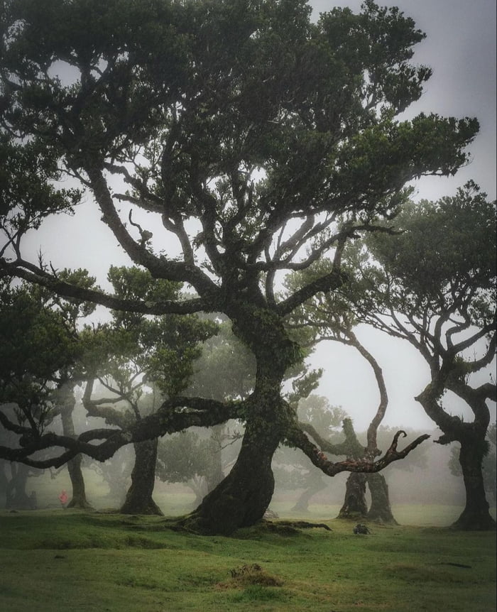 Beautiful trees - 9GAG