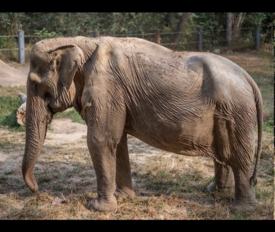 Pailin, a 71-year-old elephant who currently has symptoms Pailin, a 71-year-old elephant who currently has symptoms