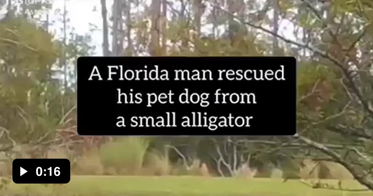 Florida man saves his dog from the jaws of an alligator; wildlife cam films the dramatic rescue ...