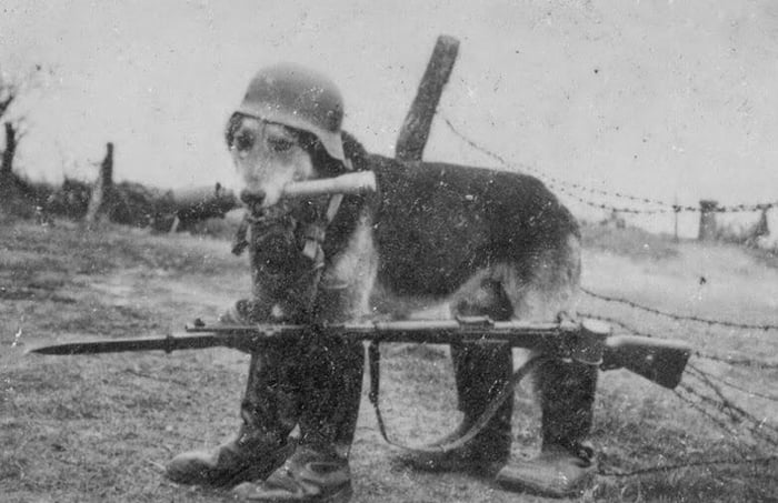 Panzerhund, the Best Boi - 9GAG