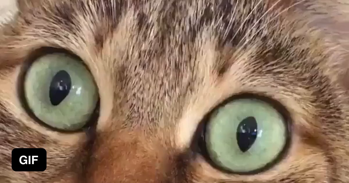 Cats Pupils Dilate When They Hiccup 9GAG