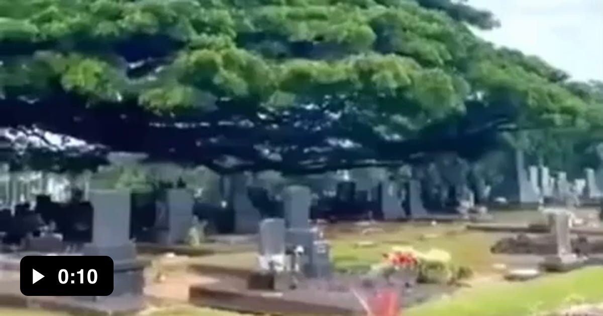 Huge Tree over a cemetery. - 9GAG