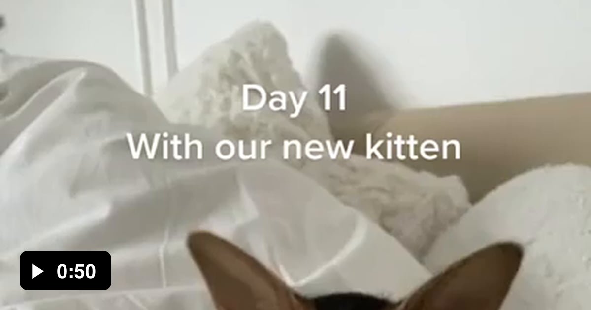 Beautiful Abyssinian Kitten joins the Family - 9GAG