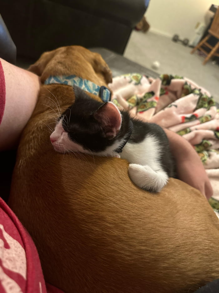 Sleeper agent - 9GAG