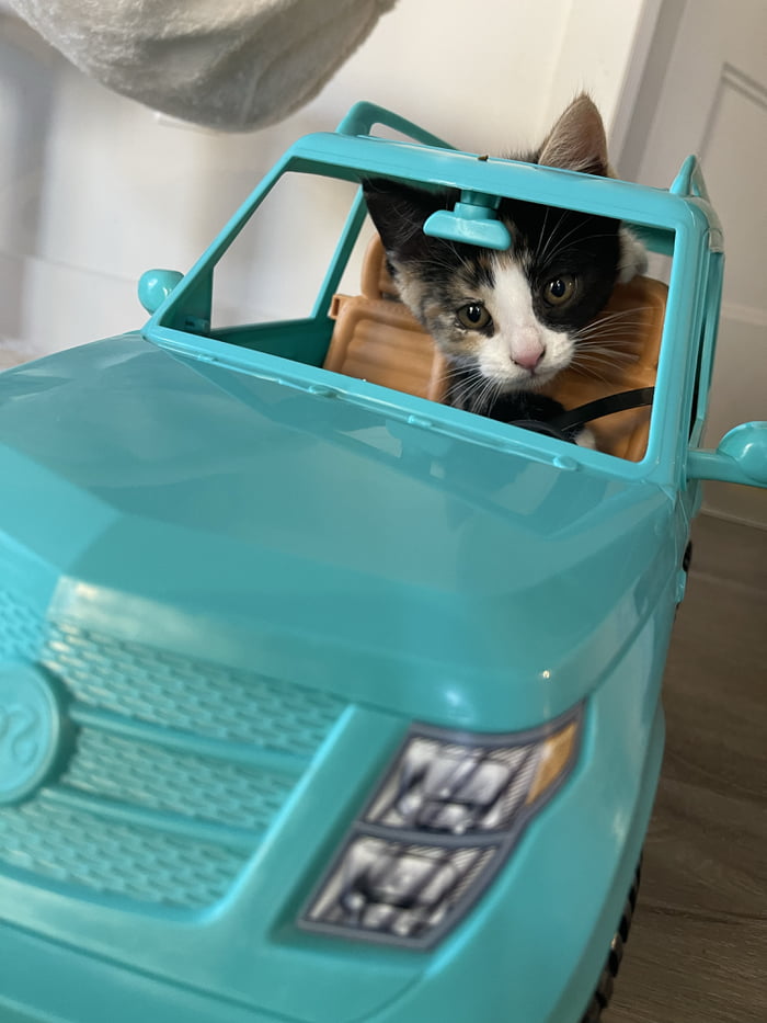 Just wanted to show you guys my new emotional support kitty, hope you ...