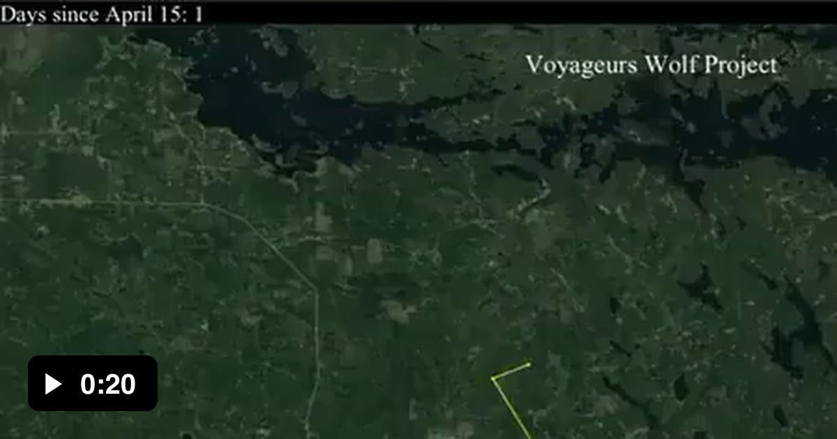 This is a video of GPS tracking of multiple wolves in six different ...
