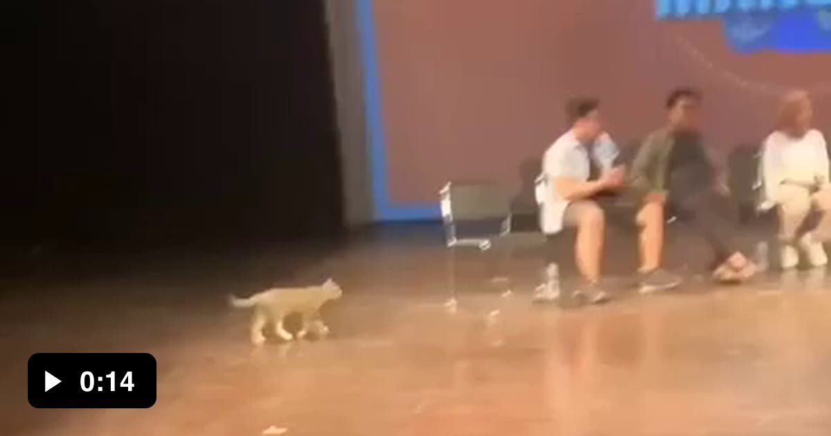 Cat being giving interview. - 9GAG