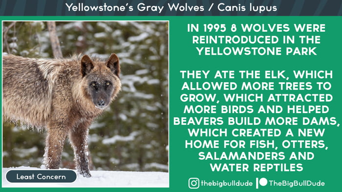 The story of how 8 Wolves transformed Yellowstone - 9GAG