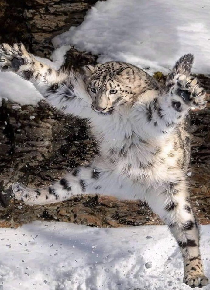 The majestic snow leopard caught mid-pounce - 9GAG
