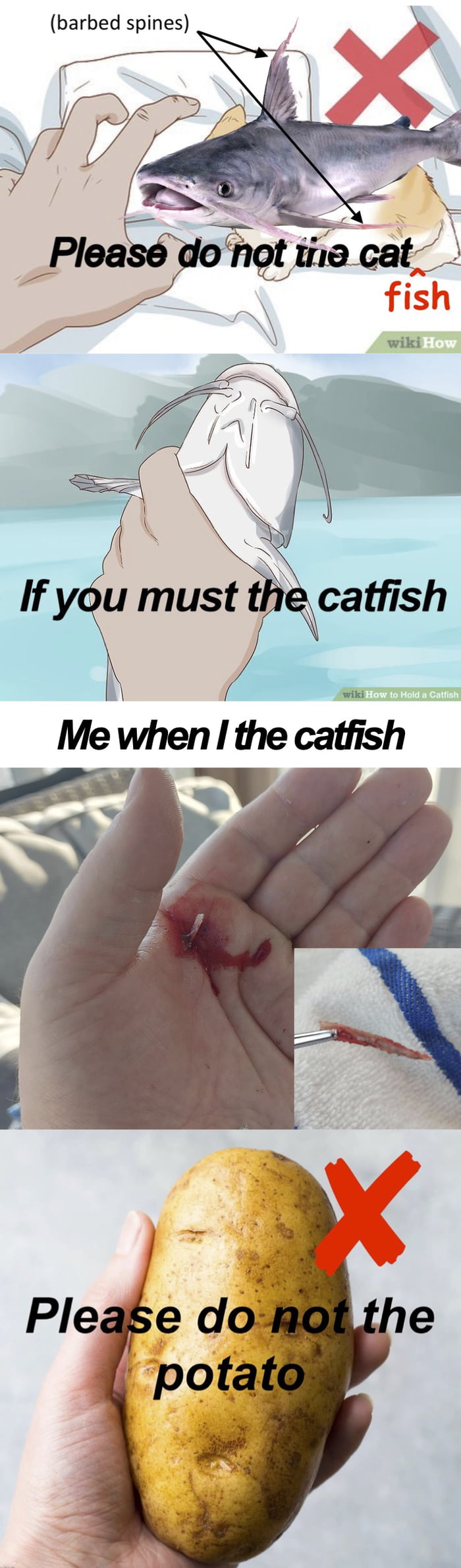 No scritches for sea-kittens? - 9GAG
